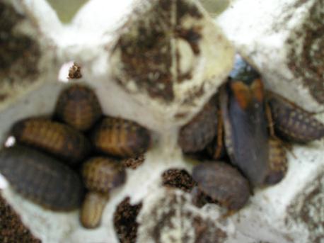 Chov krmného hmyzu-B.Dubia